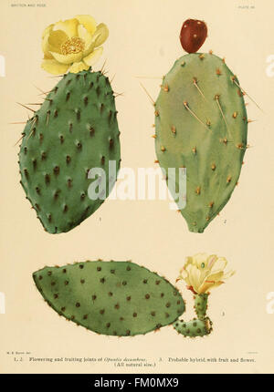 This plate from 'The Cactaceae' offers detailed depictions and ...
