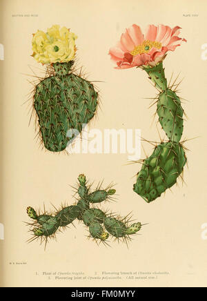 This plate depicts various species of cacti from the boundary region ...