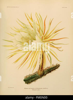 This illustration from 'The Cactaceae' presents a detailed depiction of ...