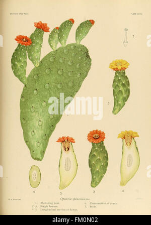 This work focuses on the Cactaceae family along the boundary areas ...