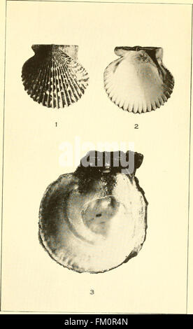 'The Edible Clams, Mussels and Scallops of California' (1920) offers a ...