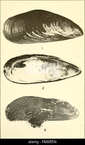 'The Edible Clams, Mussels and Scallops of California' (1920) offers a ...
