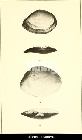 'The Edible Clams, Mussels, and Scallops of California' (1920) provides ...