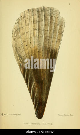 This plate from 'The Edible Mollusks of Great Britain and Ireland ...