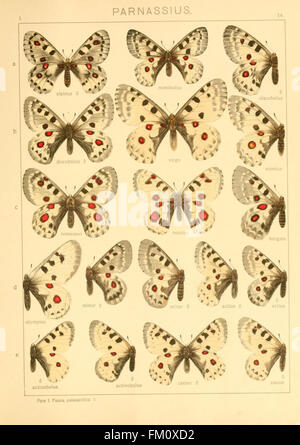 This plate from 'The Macrolepidoptera of the World' showcases detailed ...