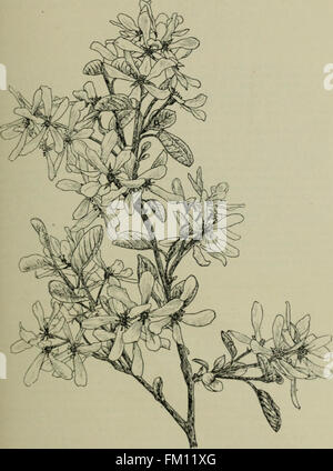 A comprehensive catalog of British trees and shrubs, detailing species ...