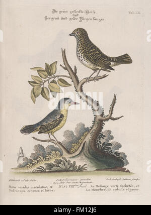 This plate from 'Verzameling van uitlandsche en zeldzaame vogelen ...