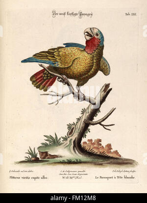 An illustration from *Verzameling van uitlandsche en zeldzaame vogelen ...