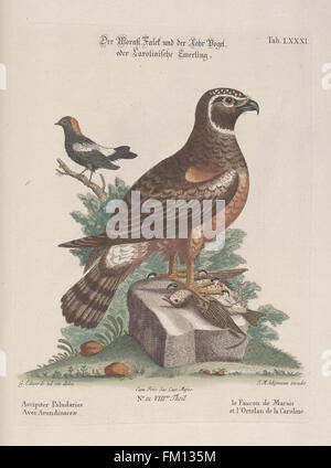 This plate from 'Verzameling van uitlandsche en zeldzaame vogelen ...