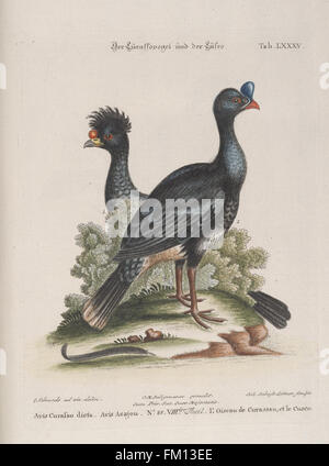 An illustration from 'Verzameling van uitlandsche en zeldzaame vogelen ...