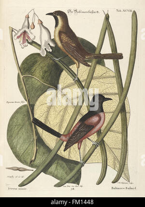 This plate from *Verzameling van uitlandsche en zeldzaame vogelen ...
