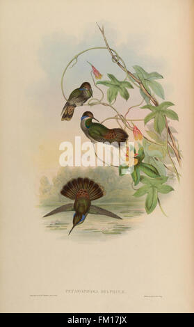 This monograph provides a detailed study of the Trochilidae family ...