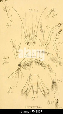 This work provides illustrations of newly discovered species of exotic ...
