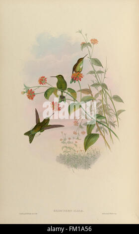 This monograph provides detailed illustrations and descriptions of the ...