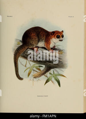 Colored Plate 7 from 'A Review of the Primates' provides a detailed ...