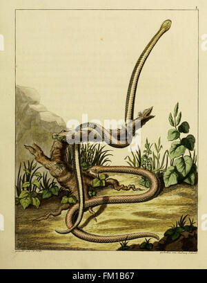 An illustration from 'Beyträge zur Naturgeschichte' depicting ...