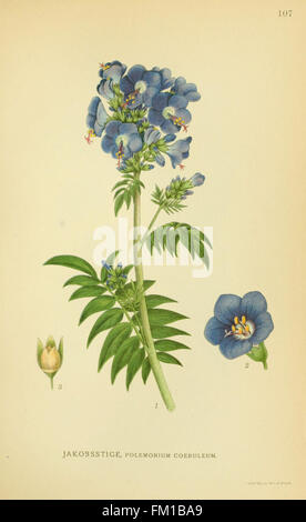 This image from 'Billeder af Nordens Flora' depicts a plate showcasing ...