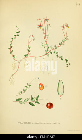 An illustration from 'Billeder af nordens flora' depicting the plants ...