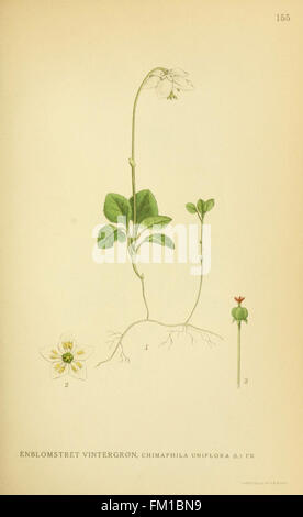 This plate depicts the flora of Scandinavia, showcasing plant species ...