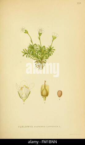 This plate from 'Billeder af Nordens Flora' showcases the flora of the ...