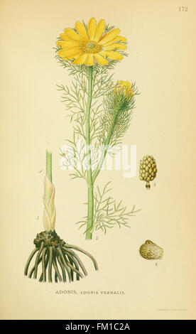 This plate from 'Billeder af Nordens Flora' illustrates the diverse ...