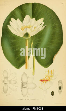 Plate 3 from 'Billeder af Nordens Flora' presents illustrations of ...