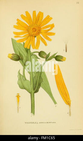 This plate from 'Billeder af Nordens Flora' showcases the flora of the ...