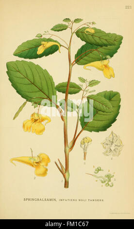 An illustration from 'Billeder af nordens flora' depicting the plants ...