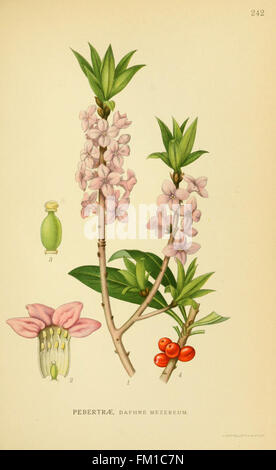 This plate from 'Billeder af Nordens Flora' illustrates the diverse ...