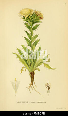 This plate from 'Billeder af Nordens Flora' illustrates the diverse ...