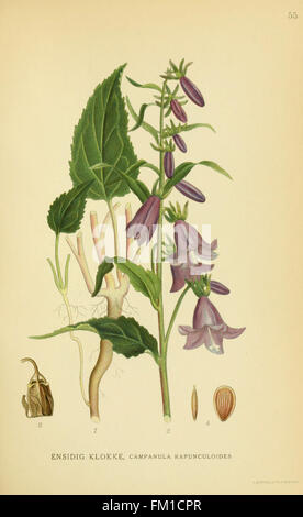 A botanical illustration from 'Billeder af nordens flora,' depicting ...