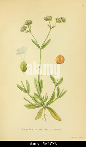 This work presents illustrations of northern flora, depicting plant ...