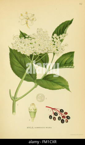 This plate from 'Billeder af Nordens Flora' illustrates the diverse ...