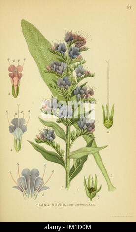 This plate illustrates the flora of Scandinavia, focusing on plant ...