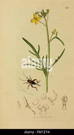 *The Natural History of British Insects* focuses on the insect species ...