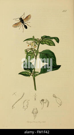 This plate from 'British Entomology' features a detailed illustration ...