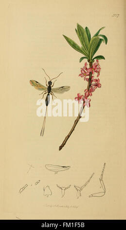 A detailed exploration of British insects, featuring illustrations and ...