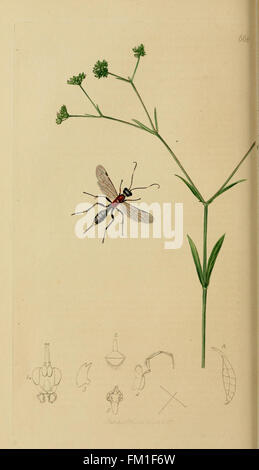 'British Entomology' provides detailed illustrations and descriptions ...