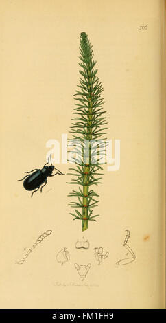 An illustration depicting various insect species native to Madeira. The ...