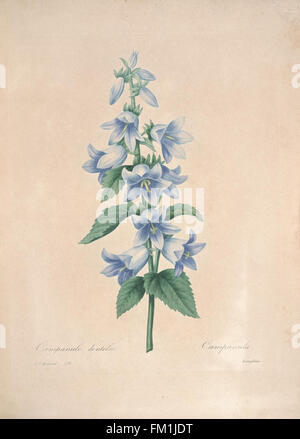 This botanical plate from 'Choix des plus belles fleurs' features an ...