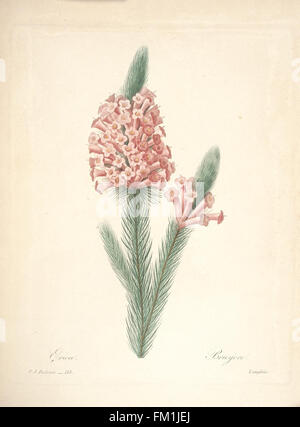 This plate from 'Choix des plus belles fleurs' (1833) showcases ...