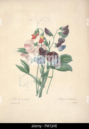 This 1833 botanical plate showcases a selection of the most beautiful ...