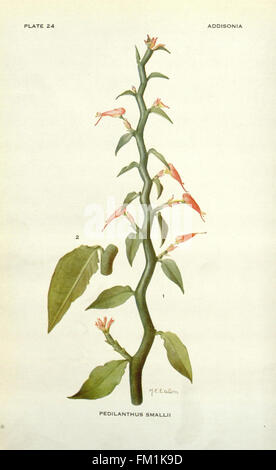 This plate from 'Addisonia' features a detailed botanical illustration ...