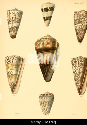 'Conchologia iconica' presents detailed illustrations of Conus shells ...