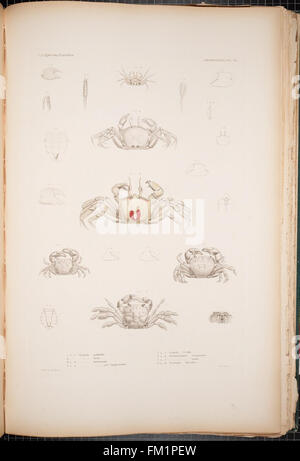 An illustration from 'Crustacea' focusing on the Maididea species ...
