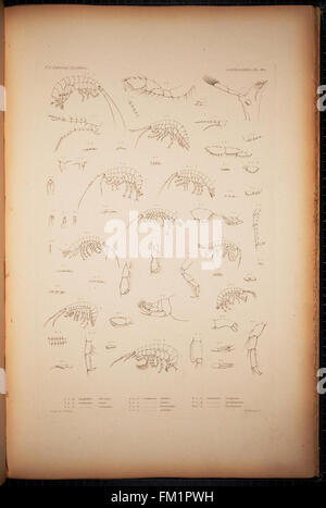 This plate illustrates species of Crustacea from the genus Maididea ...