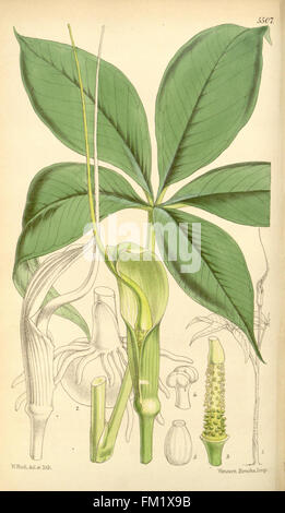 *Curtis's Botanical Magazine* is a renowned botanical journal that ...