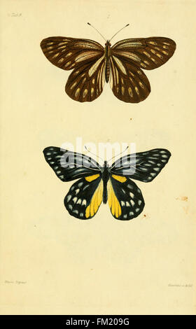 An illustration of newly discovered lepidopterous insects from Nepal ...
