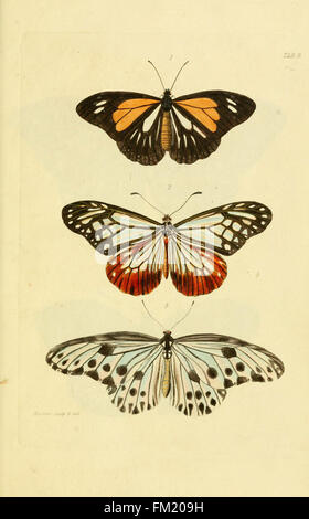 Tab. 7 from 'Descriptions and Figures of Some New Lepidopterous Insects ...