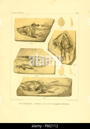 Plate 9 from 'Description de Quelques Poissons Fossiles du Mont Liban ...